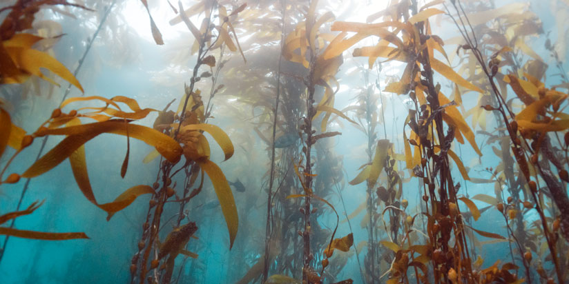 Multitalent aus dem Meer - Medicine and More